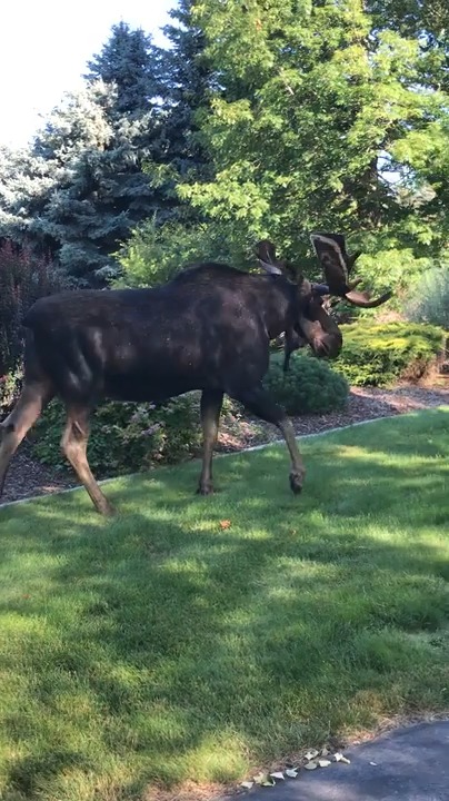 Moose Casually Strolls into Backyard for Quick Bite | Jukin Licensing