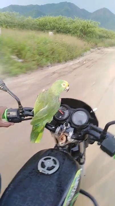 Parrot Loves His Motorcycle Ride | Jukin Licensing