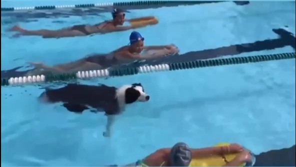 Dog Jumps Into Swimming Pool and Swims Along With Swimmers | Jukin ...