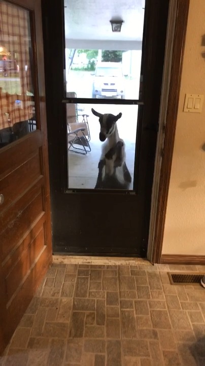 Neighbor's Goat Knocks on Door and Comes Inside | Jukin Licensing