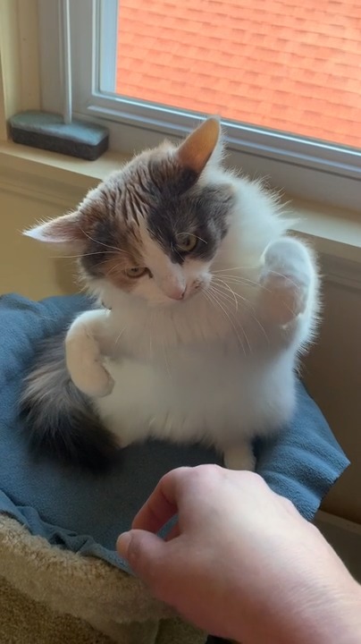 Cat Slaps Owner's Hand When They Try to Pet Her | Jukin Licensing