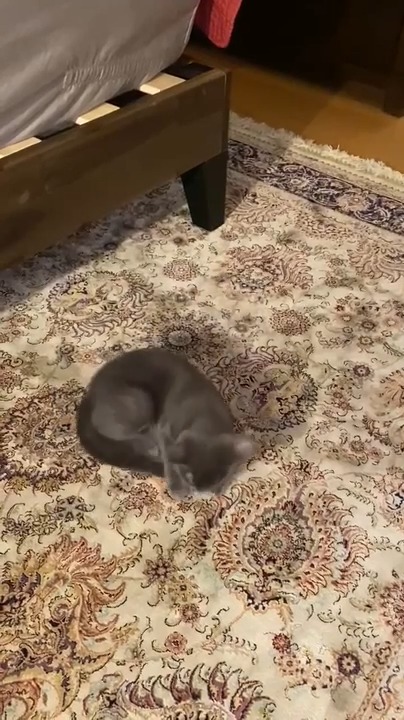 Perplexed Kitten Goes in Circles to Catch Their Tail | Jukin Licensing