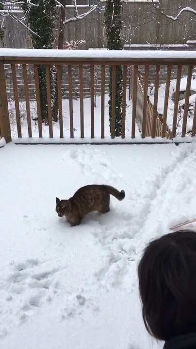 Cat Trying to Catch Snowballs | Jukin Licensing