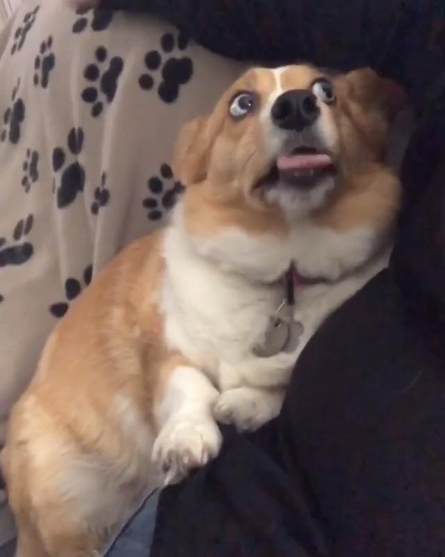 Corgi Softly Growls for More Attention | Jukin Licensing