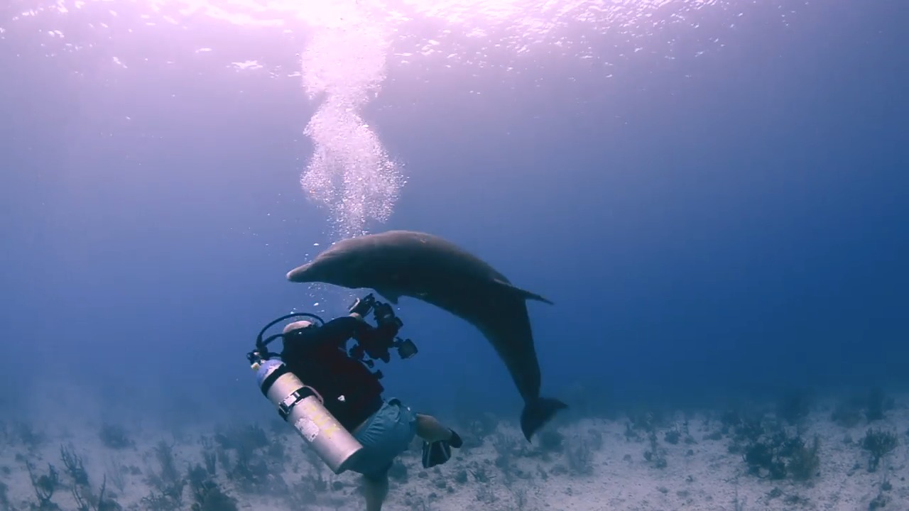 Aggressive Dolphin Trying to Court Diver | Jukin Licensing