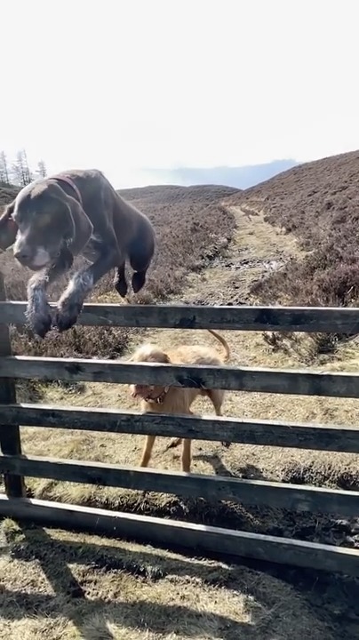 Dogs Hopping Fence | Jukin Licensing