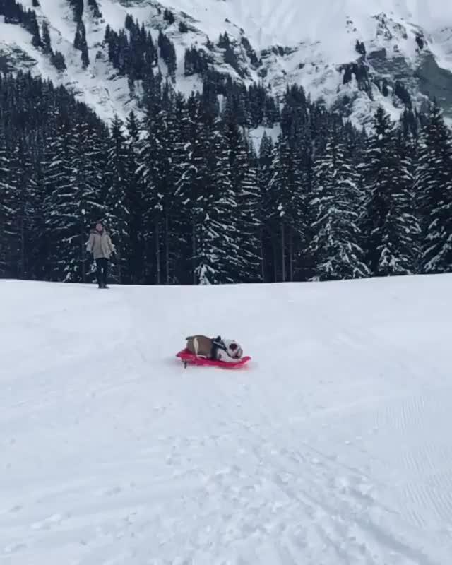 Bulldog Spins on Sled Down Hill | Jukin Licensing