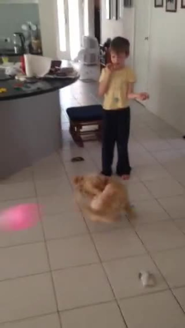 Dog Loses Balance And Slips While Running After Deflated Balloon ...