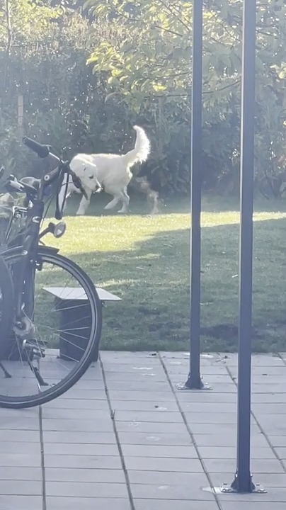 Dog Gets Spooked by Own Steaming Pile of Poop and Runs Away From It ...