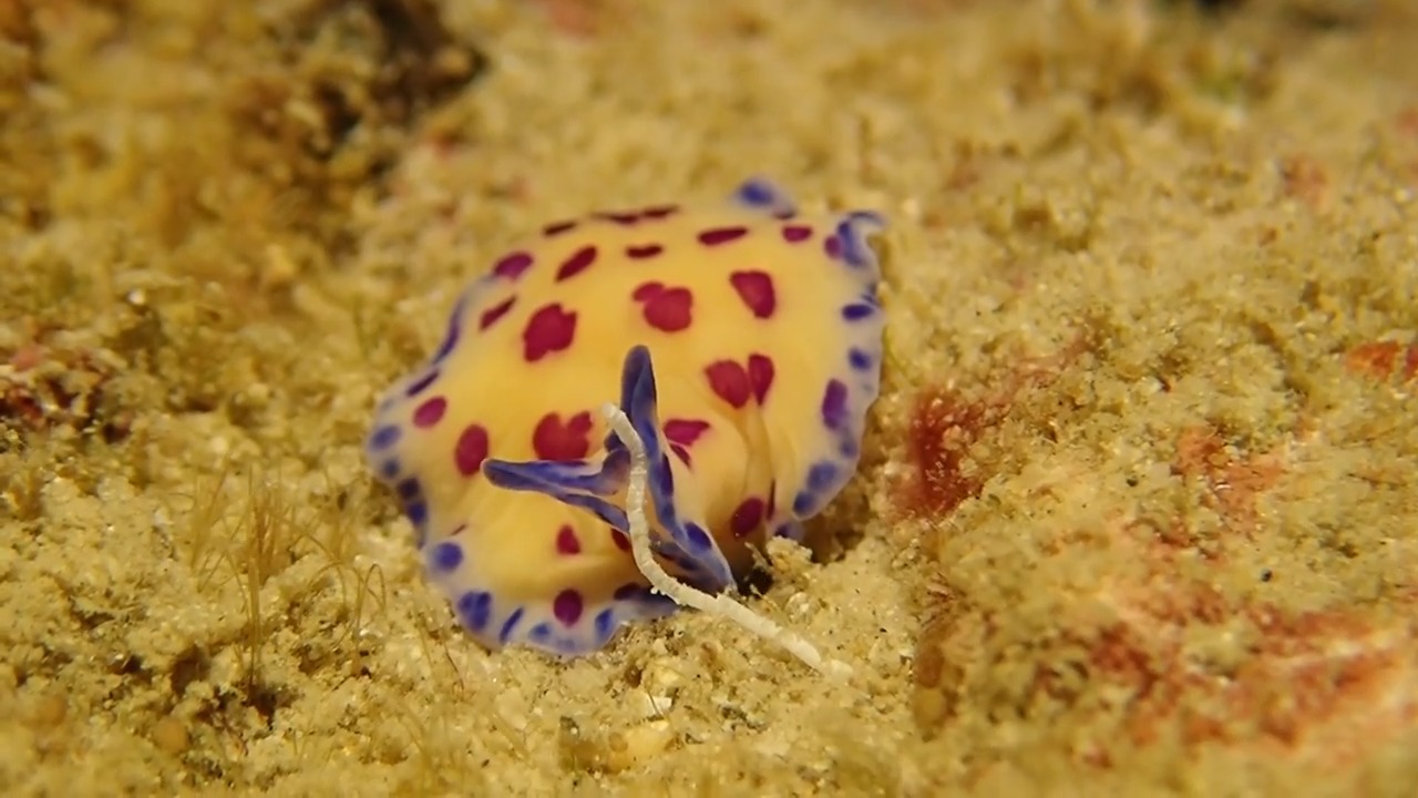 Candy Color Flatworm | Jukin Licensing