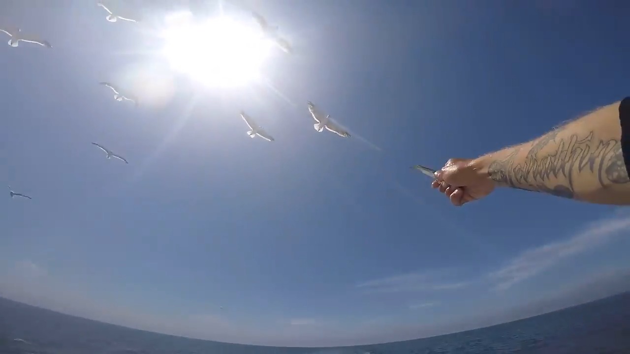 Hungry Seagull Bites Finger Instead of Fish | Jukin Licensing