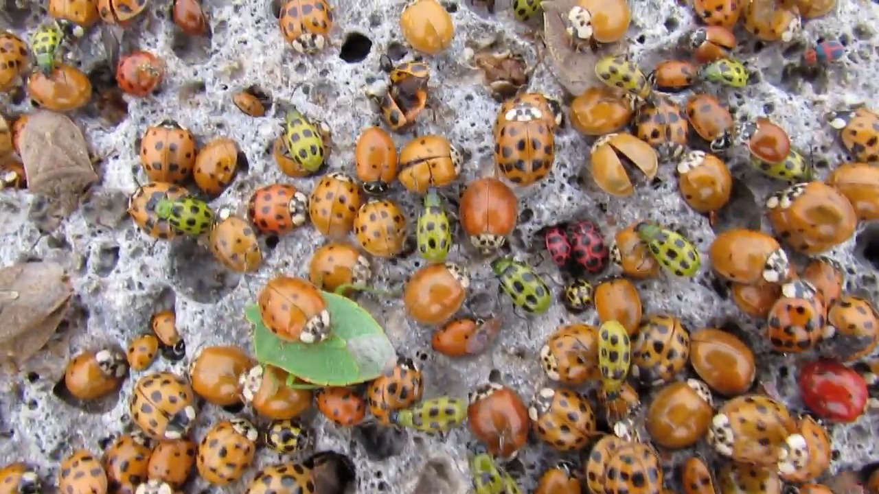 Thousands of Insects Wash Up Onto Shore After Storm | Jukin Licensing