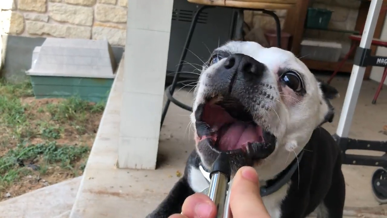 Dog Faces Off Against Air Compressor | Jukin Licensing