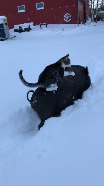 Hog and Cat are Bestfriends | Jukin Licensing