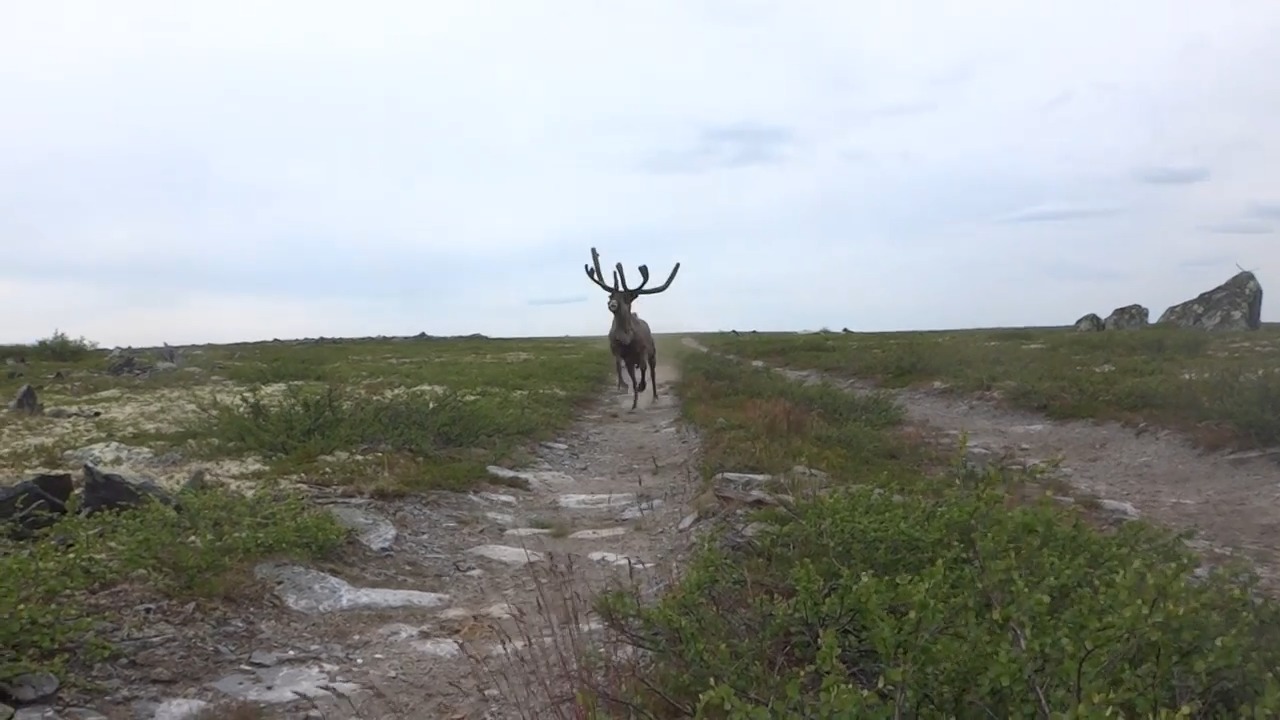 Reindeer Charges at Hiker in Tundra | Jukin Licensing