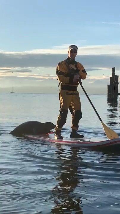 Seal Catches Ride | Jukin Licensing