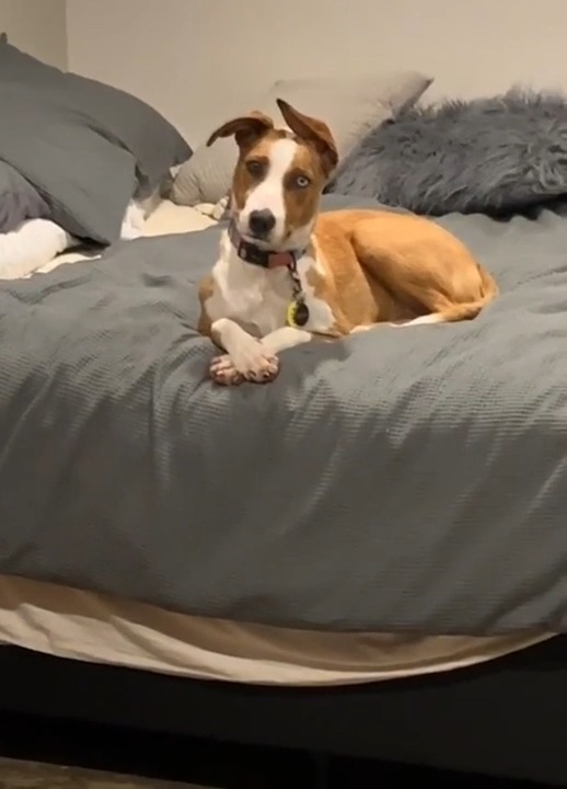 Dog Knocks Over Planter and Sits on the Bed Pretending to be Innocent ...