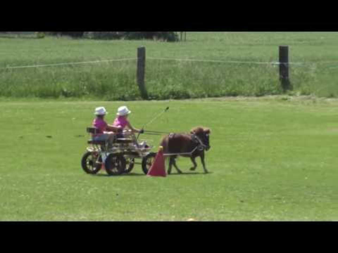 Two Kids Ride Pony Chariot | Jukin Licensing