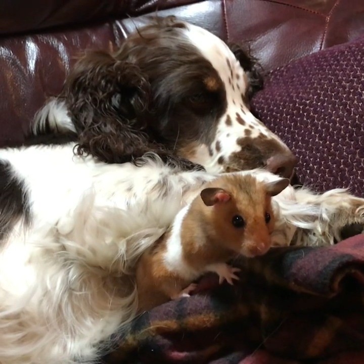 Hamster Tries To Play Around Lazy Dog | Jukin Licensing