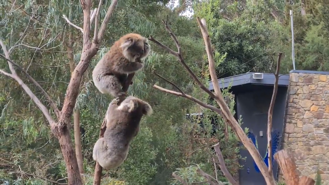 Cute Playful Koalas Fall From Tree | Jukin Licensing