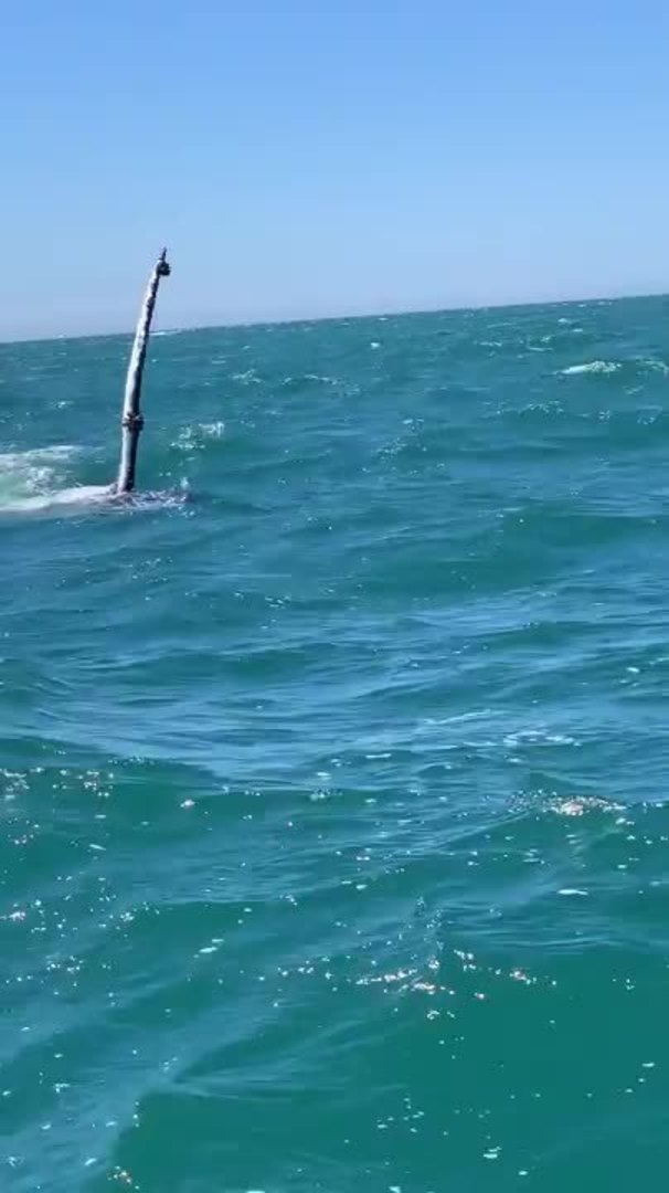 Whale Breaching and Slapping Water with Flipper | Jukin Licensing