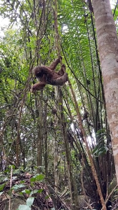 Grateful Sloth Waves Goodbye | Jukin Licensing