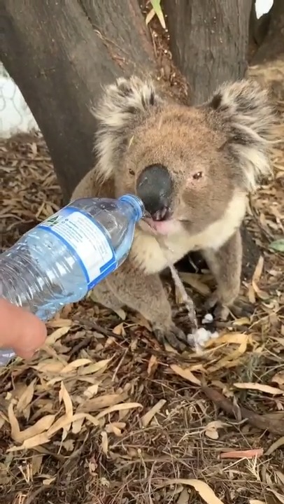 Giving Koala Drink During Summer Heat Wave | Jukin Licensing