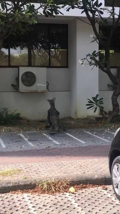 Monitor Lizards Hug it Out | Jukin Licensing