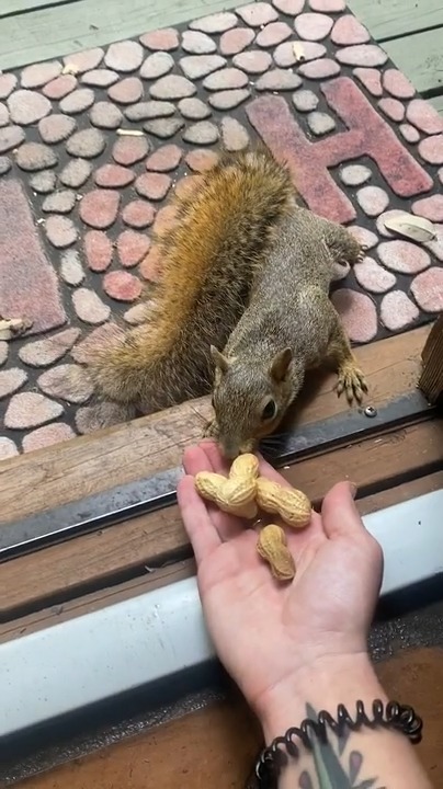 Wild Squirrel Bites Person's Finger While She Attempts to Feed Them ...