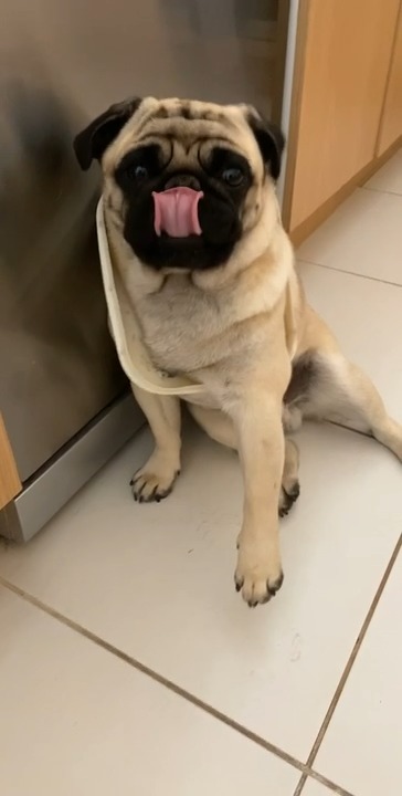 Pug's Head Gets Stuck in Bin Lid | Jukin Licensing