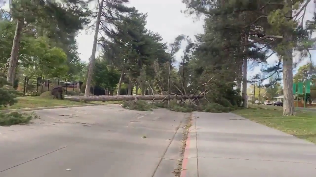 Strong Winds Knock Down Trees in Salt Lake City | Jukin Licensing