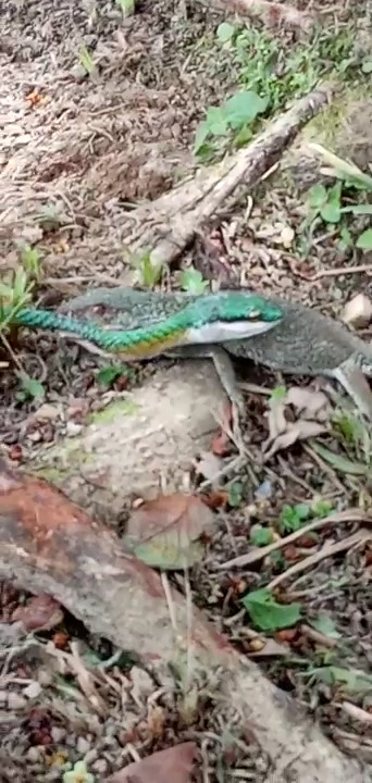 Snake Escapes From Jaws of Lizard | Jukin Licensing