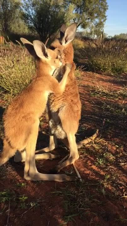 Kangaroo Hugs from Down Under | Jukin Licensing