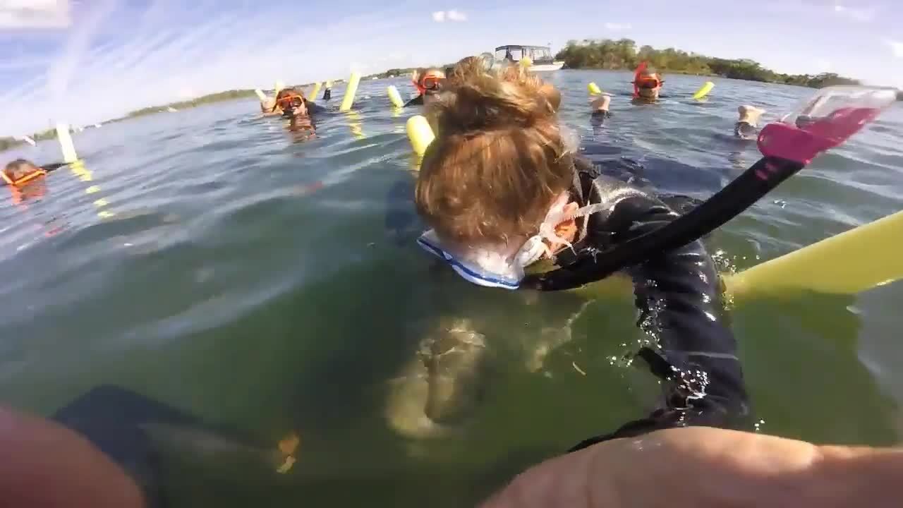 Manatee Hugs Human | Jukin Licensing