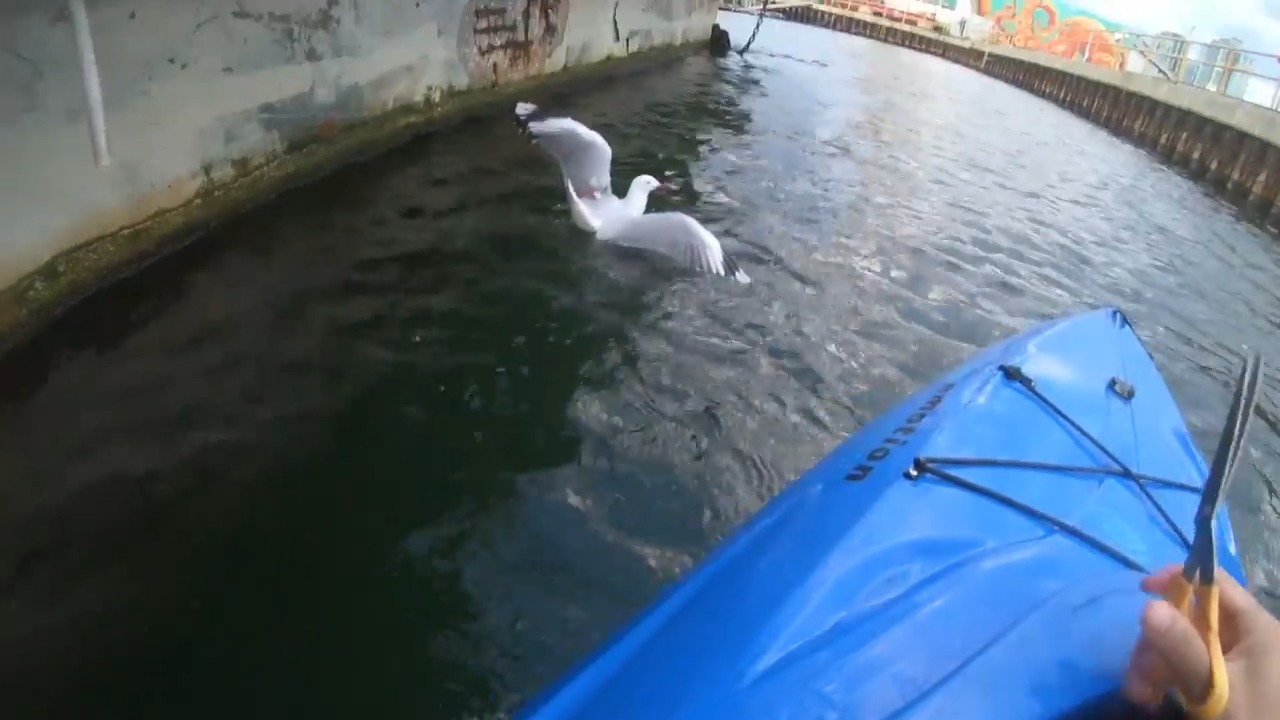 Kayaker Saves Drowning Bird In Fishing Line | Jukin Licensing