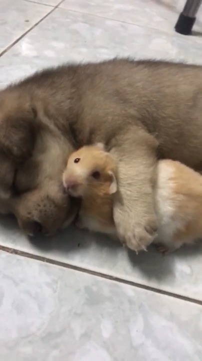 Sleepy Puppy Hugs Hamster Best Friend | Jukin Licensing