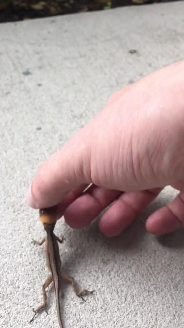 Man Helps Free Lizard Whose Head Was Stuck in Acorn | Jukin Licensing
