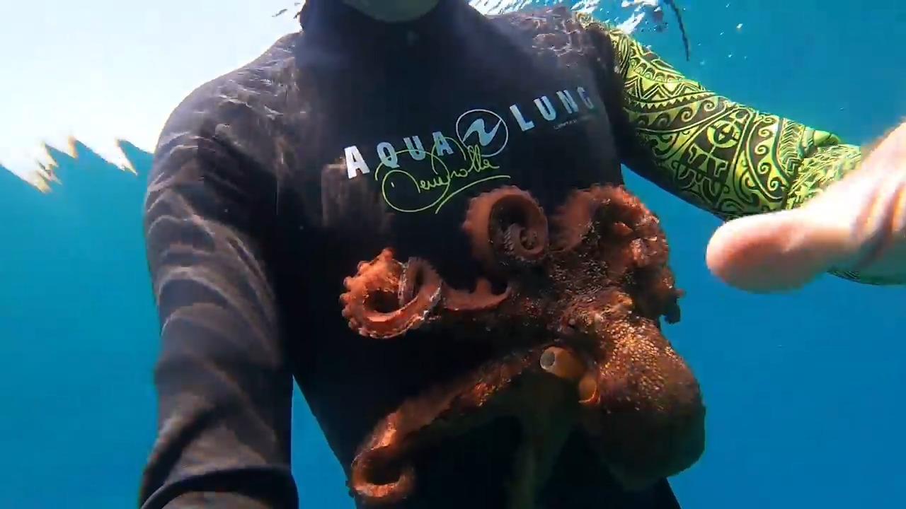 Friendly Octopus Clings onto Freediver | Jukin Licensing