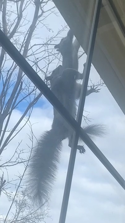 Two Squirrels Hang Onto Roof and Struggle to Stay on | Jukin Licensing