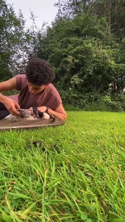 Guy Frees Baby Goose From Fishing Wires Tangled Around Its Legs | Jukin ...