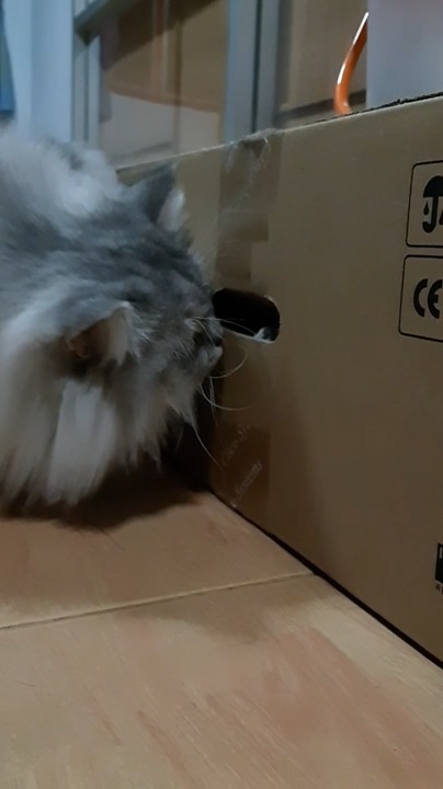 Outstretched Paws Give Cat Pause | Jukin Licensing