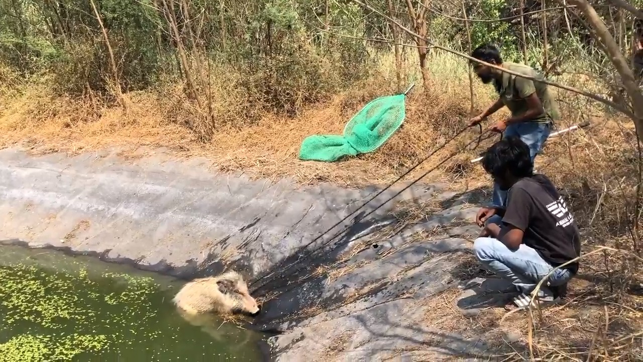 Two Men Use Rope to Rescue Wild Pig Stuck in Abandoned Pit of Dirty ...