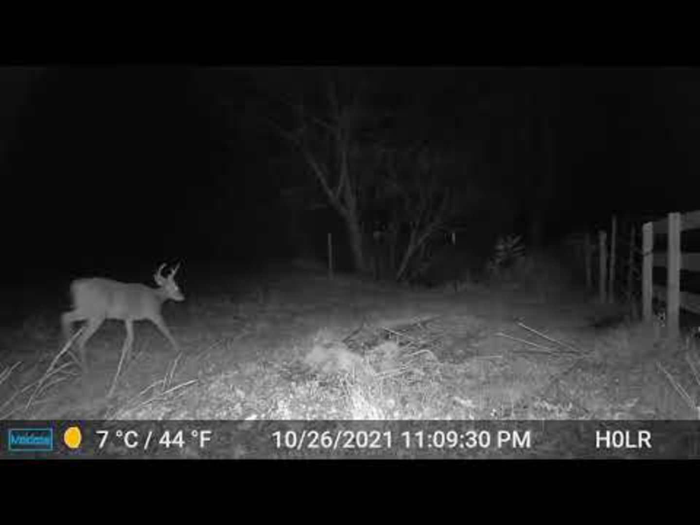 Deer Walks Upto Camera And Sniffs It While Walking Around In Forest ...