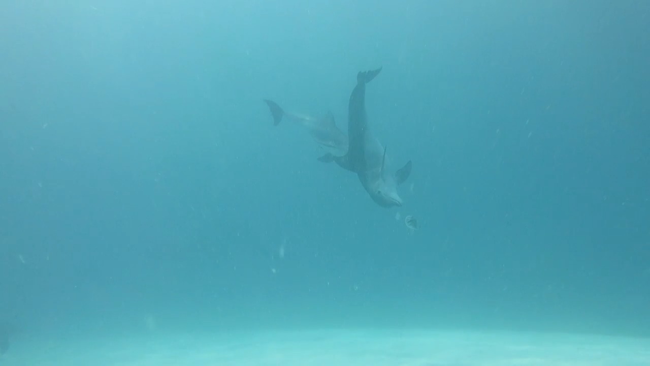 Dolphins Play with Puffer Fish | Jukin Licensing