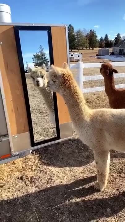 Confused Alpaca Sees Himself in Mirror | Jukin Licensing