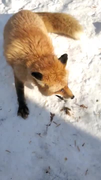 Finnegan Is One Friendly Fox | Jukin Licensing