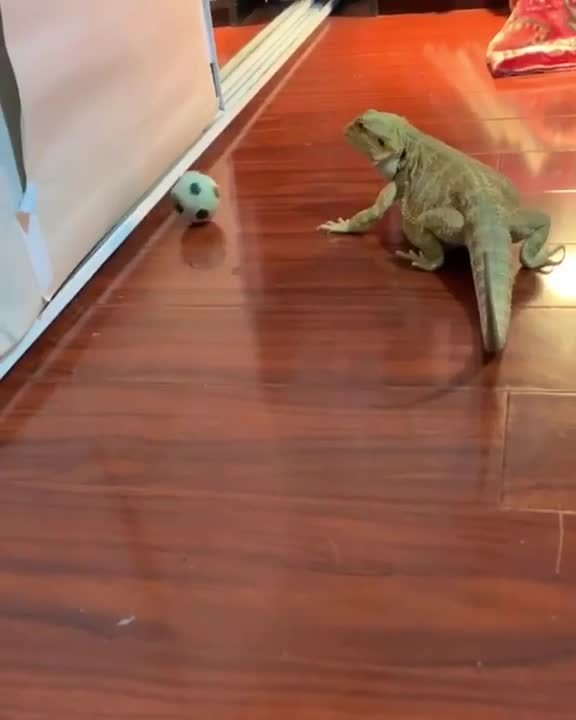 Gecko Loves Soccer | Jukin Licensing