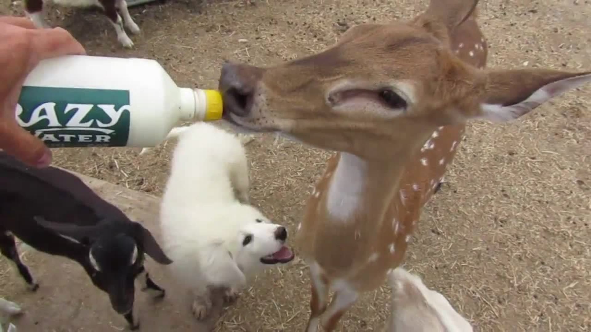 Deer Enjoys Drinking Milk From Plastic Bottle | Jukin Licensing