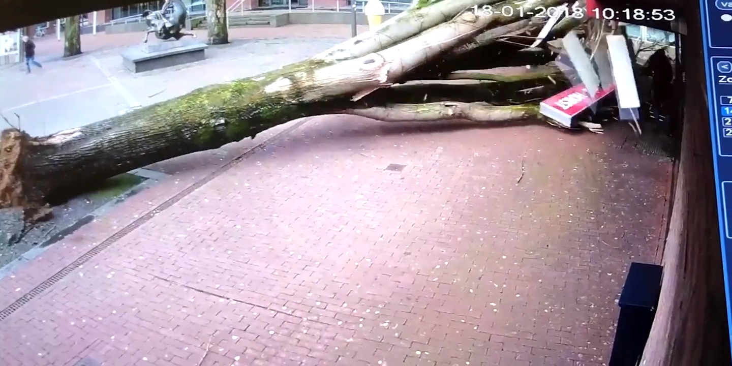Huge Tree Falling Down on Ground Narrowly Misses Woman with Baby in ...