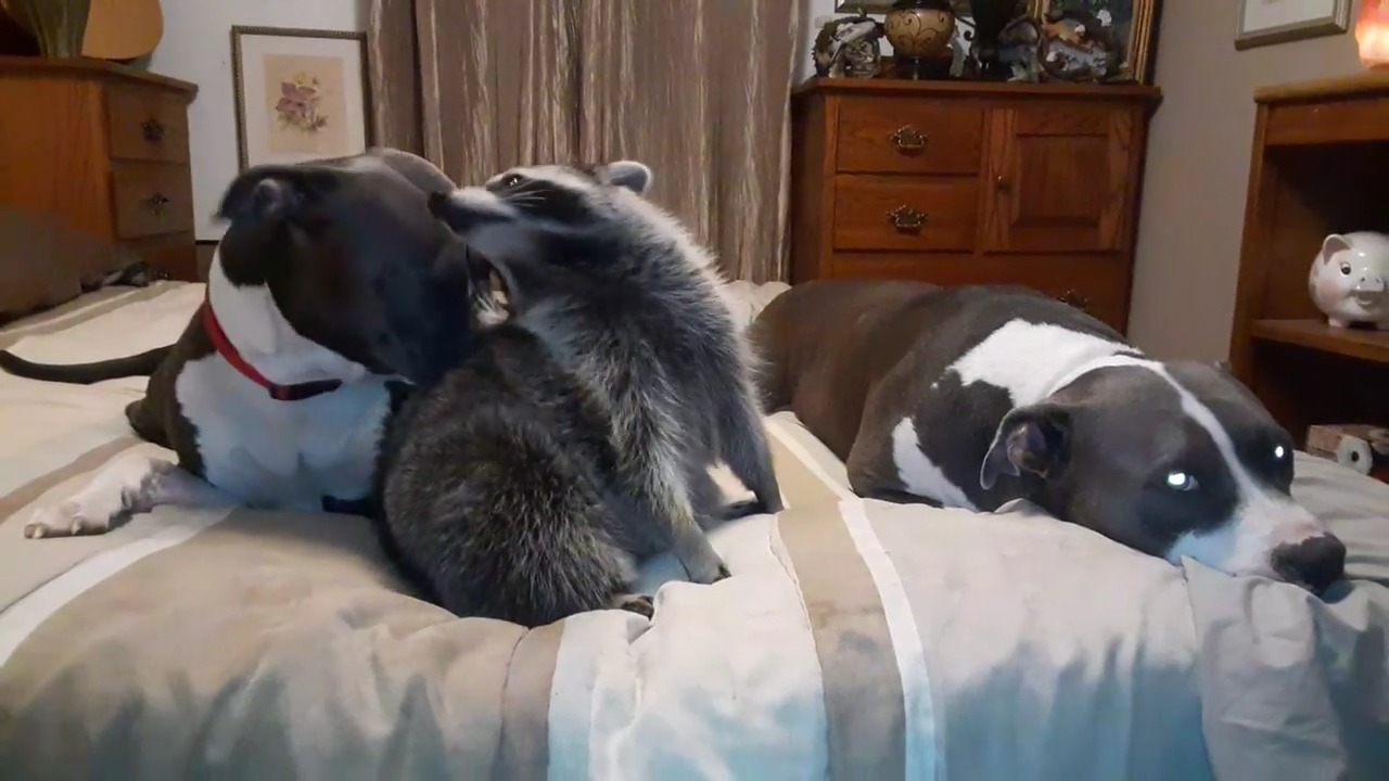Raccoon and Dog Snuggle on Bed | Jukin Licensing
